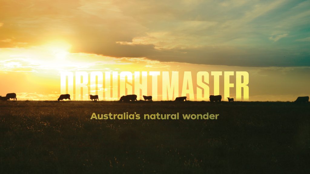 Droughtmaster Australia | Brother and Co
